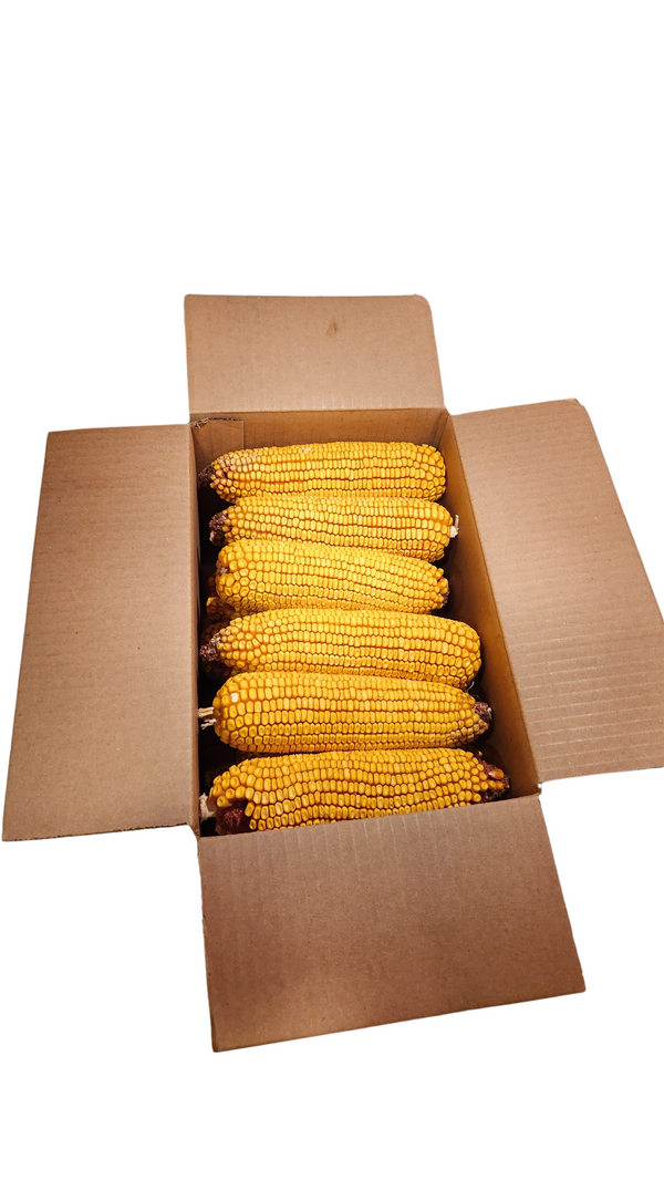 Ear Corn – Himsel Farms